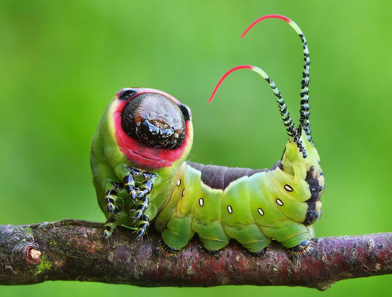 Cerura Vinula, u vilkalar, u ham ipak qurti-harpy - Corydalis oilasidan katta tungi kapalak. Agar uning tırtılları bezovta bo'lsa, u maxsus tahdid qiluvchi pozitsiyani egallaydi - u shishiradi va tananing old uchini ko'taradi, orqa tomondan hidli iplarni chiqarib tashlaydi va jinoyatchini gidroksidi suyuqlik bilan sepadi.