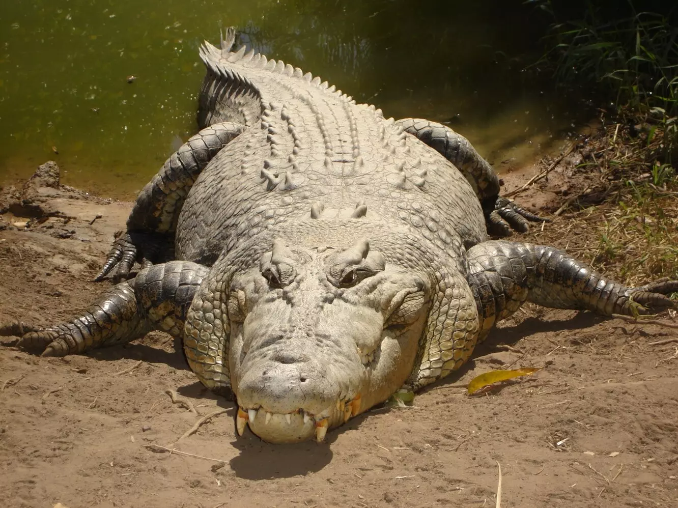 Krokodillen binne ien fan 'e meast ferneamde âlde bisten, mar hûndert miljoen jier lyn wie har folchoarder folle ferskaat. Ferskriklike marine dacosaurs, lytse ierdske pakazuchus mei tosken lykas dy fan sûchdieren, armadillosuchus beskerme troch in sterke bonken shell ... Evolúsje nimt soms frjemde foarmen, en allinnich de meast effisjinte oerlibje.