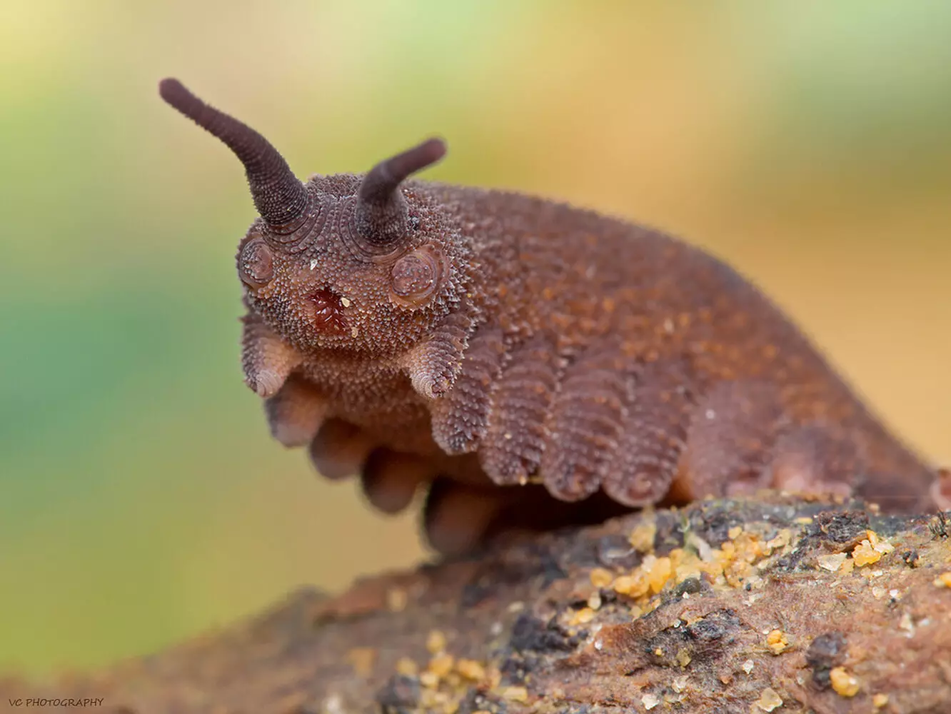 Fluweelwurms lyk soos wurms of duisendpote, maar hulle is eintlik 'n heeltemal aparte soort wese - onychophora. In 1909, ná die ontdekking van fossiele van 505 miljoen jaar oud, het een van die wesens wat gevind is - Aysheaia - ongelooflik soortgelyk aan Onychophora geblyk te wees, wat vermoedelik hul voorouer was.