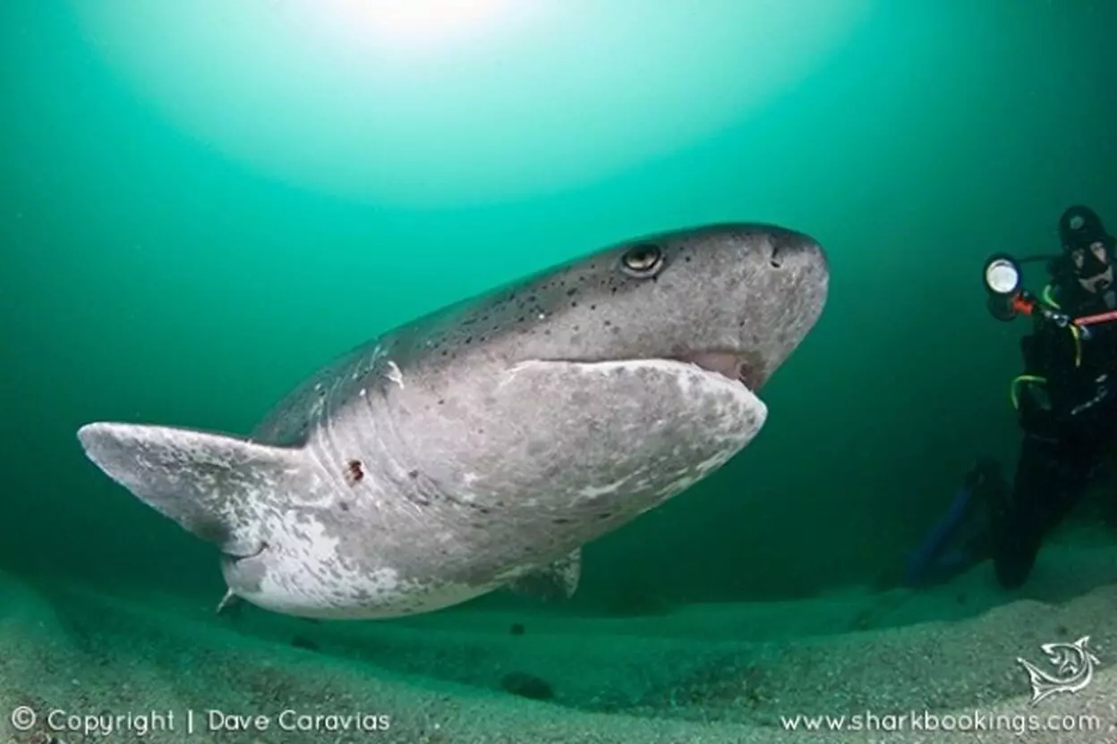 Multigill haaie. Gewoonlik het haaie net vyf kieue aan elke kant, multikieue het ses of sewe. Dit is een van die mees primitiewe, haaie, dit wil sê, hulle het die swakste van almal verander. Die voorouers van die gewone haai het 400 miljoen jaar gelede in die oseane gevlieg, maar die meerkieuhaaie het vir ten minste 175 miljoen jaar onveranderd gebly.