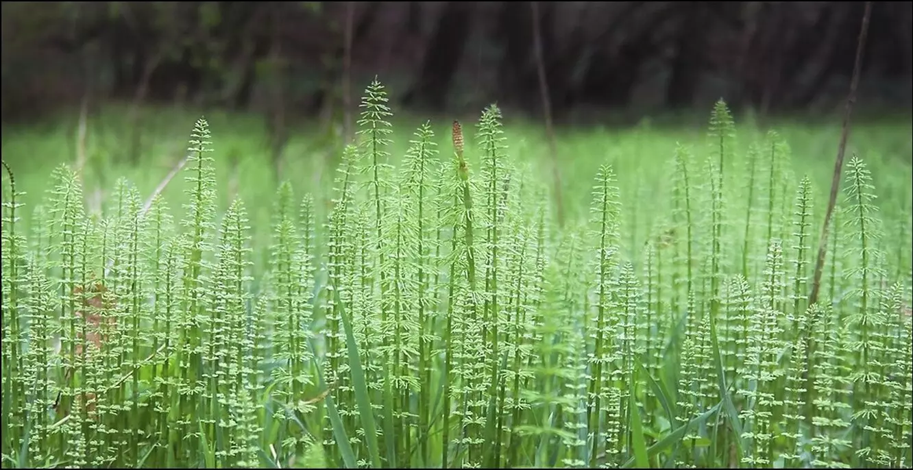 Horsetails binne ien fan 'e meast foarkommende planten op 'e planeet, mar dat makket se net minder âld. Se hearre ta varens en reprodusearje noch altyd troch sporen, dy't hast nea fûn wurdt ûnder moderne planten. Giant horsetails foarmen hiele bosken, dominearre lân lang foar oare soarten - sa'n 350 miljoen jier lyn.