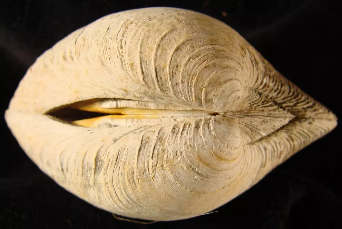 Op it earste each ferskille brachiopods net folle fan oare mollusken - útsein miskien in frjemde asymmetryske shell. No binne se relatyf seldsum, mar 500 miljoen jier lyn wiene brachiopods de dominante soarten yn 'e oseanen fan' e planeet. Nei 250 miljoen jier folden broeikasgassen de atmosfear fan 'e ierde en barde it grutte útstjerren. De brachiopods oerlibbe amper, en levere oan oare soarten.