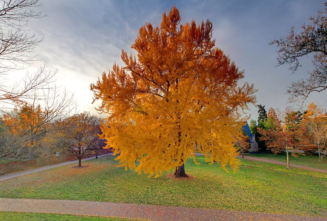 Los árboles de ginkgo no son tan antiguos como los helechos, pero 200 millones de años es mucho tiempo. Crecen y se multiplican lentamente, pero casi no se enferman y sobreviven bajo ninguna condición. Los dinosaurios herbívoros comían exactamente los mismos árboles de ginkgo que podemos ver hoy.