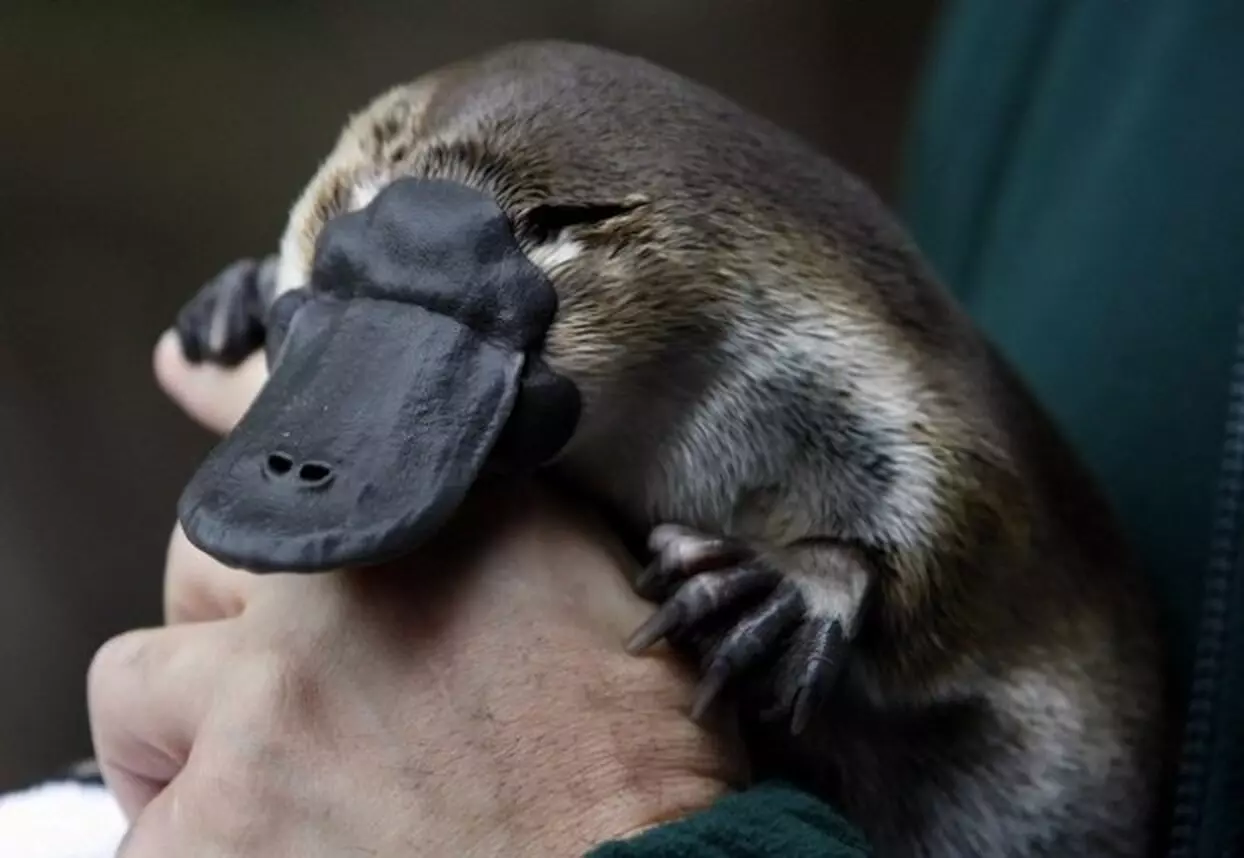 Platypuses binne sa frjemd dat se in protte wittenskippers ferbjustere hawwe. De mienskiplike foarâlden fan platypuses en buideldieren libbe 175 miljoen jier lyn, platypuses skieden har al 60 miljoen jier letter. Moderne platypuses binne net te ferlykber mei har foarâlden, mar hawwe in oantal âlde eigenskippen behâlden. De útskieding fan molke troch de poarjes fan 'e hûd, it lizze fan aaien, de learige bek ... evolúsje wol soms graach grapke.