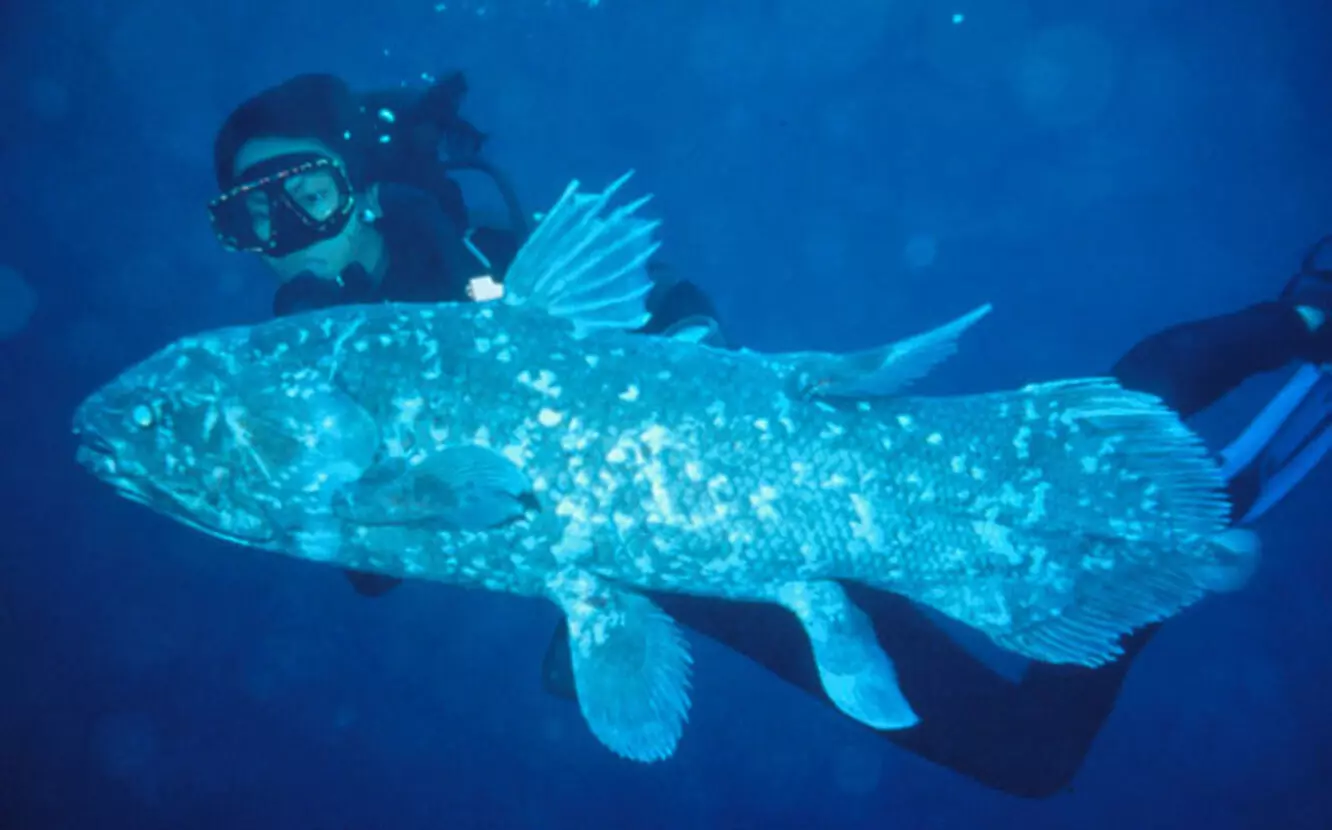 El celacanto no debería haber existido. Todos los peces con aletas lobuladas se extinguieron hace unos 70 millones de años, y cuando se descubrieron los celacantos en el siglo XX, el ruido se elevó increíblemente, como encontrar tiranosaurios vivos. Originario hace unos 400 millones de años, el pez con aletas lobuladas dio a luz a muchas especies nuevas, incluido el primer pez que llegó a la tierra.