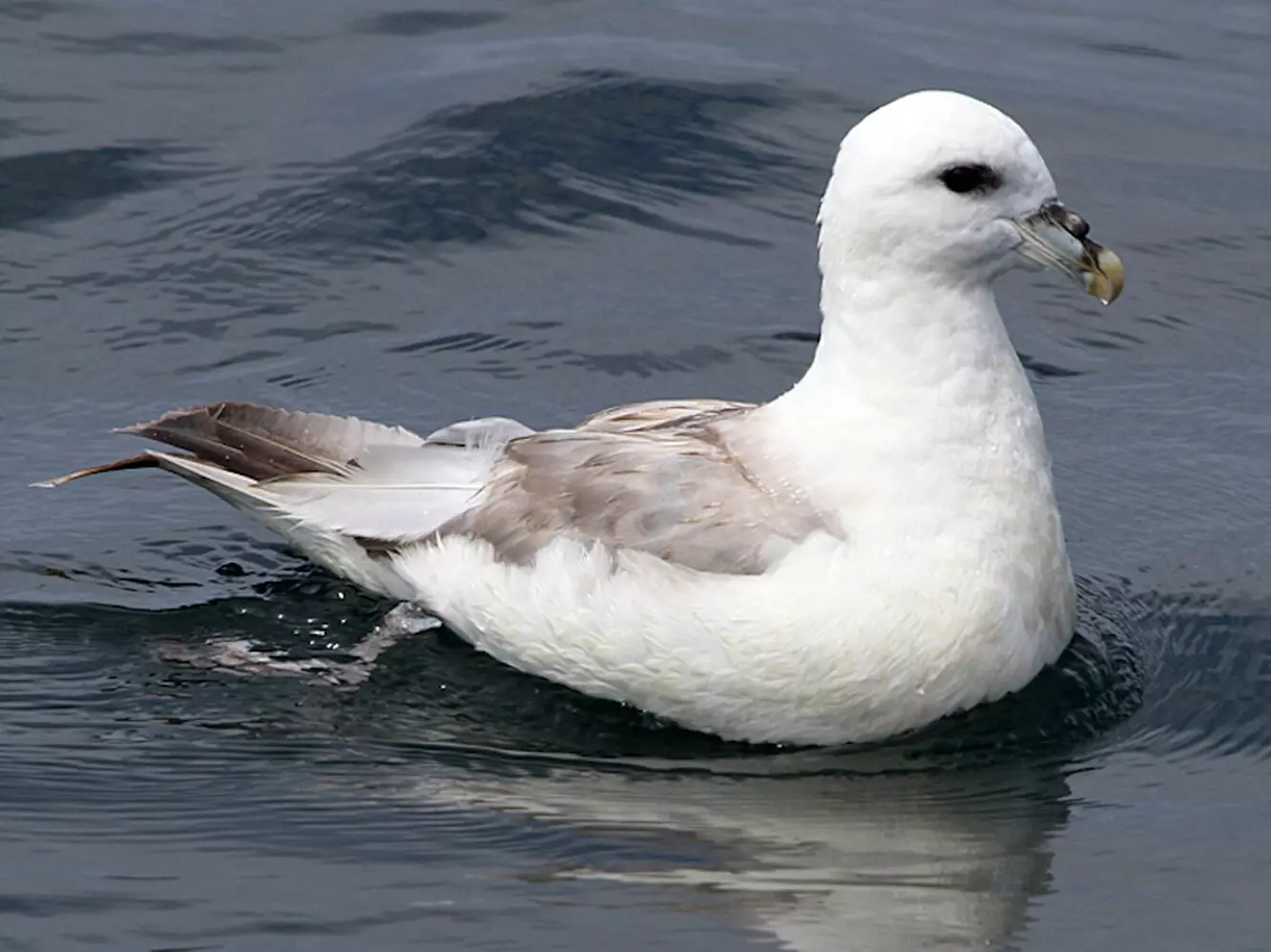 Fulmar yo se zwazo ki soti nan fanmi petrel la. Malgre non an, metòd defans yo pa ditou estipid, byenke olye dezagreyab - yo voye yon degoutan likid zoranj nan vant nan lènmi an. Pran sant la pa travay byen pou zwazo k'ap vole, men si "lwil oliv la" vin sou plim yo, li pral pi difisil pou vole. Moun san konprann yo menm te devlope iminite kont zam yo.