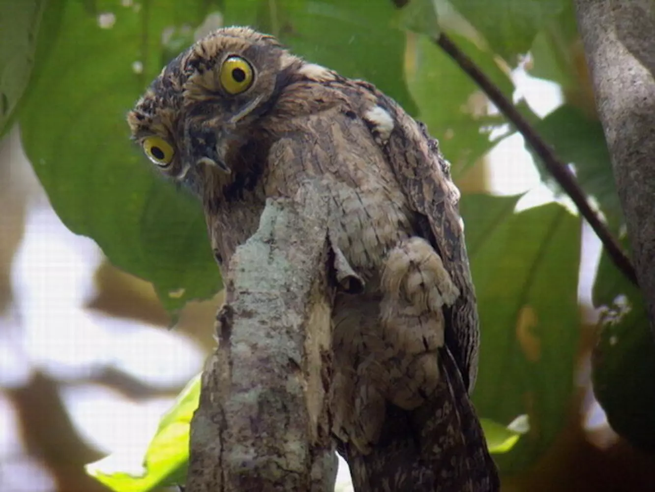 Nightjars jigantèsk yo se jeni nan degize. Koloran gri-mawon pèmèt zwazo sa yo rantre ak pye bwa pandan dòmi lajounen. Lè yon nightjar jele an plas, li prèske enposib jwenn li - epi li pa deplase menm si ou pwoche bò kote li. Li kapab tou obsève predatè ak je l fèmen, gras a koupe espesyal nan po je li.