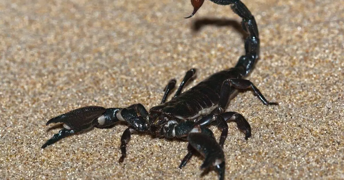 Скорпиондар туралы 10 керемет факт