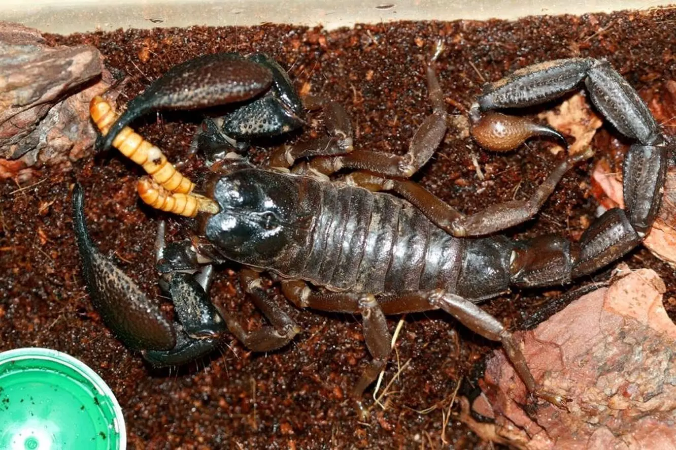 I-imperial scorpion sele ithathwa njengeyona inkulu kuzo zonke iintlobo. Kodwa ke enye intlobo, i-Heterometrus Swammerdami, yaphula zonke iirekhodi ngokuvelisa i-specimen ye-22 cm. Ngethamsanqa, azikho ityhefu kwaye zifumaneka kuphela eIndiya naseSri Lanka.