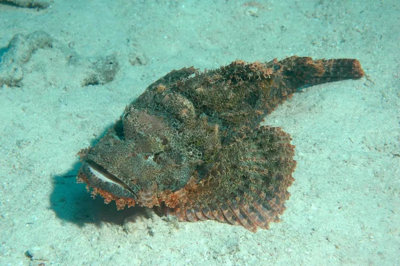 As verrugas são peixes com o veneno mais perigoso que pode facilmente matar um adulto. Eles são encontrados principalmente nas águas da costa da Austrália e atacam o infrator com longos espinhos nas costas. As pessoas que sobreviveram ao efeito do veneno dizem que a dor se assemelha a um golpe forte com uma marreta.