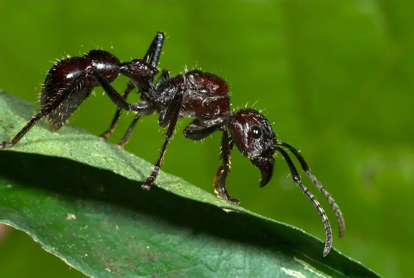 Formigas-bala - o primeiro lugar na escala Schmidt, grandes formigas tropicais, que são temidas como fogo. Insetos com um ferrão que traz os tormentos naturais do inferno. A dor pode durar horas, cobrindo a mente e rolando em ondas. Nesse caso, a parte mordida do corpo fica paralisada por vários dias.