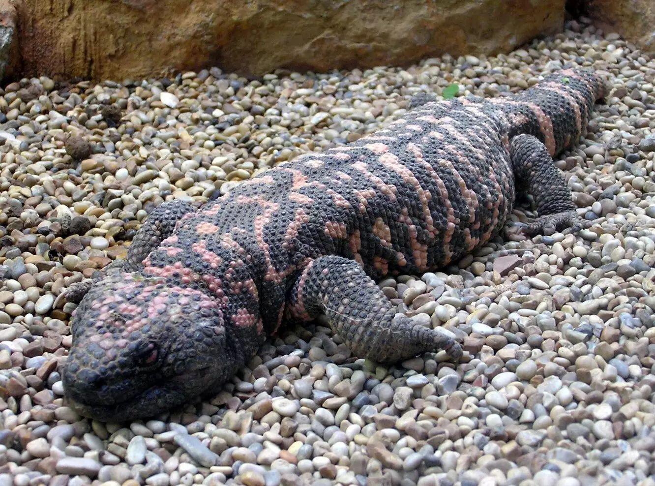 O dente de gila do Arizona, também conhecido como o monstro de gila, é um grande lagarto que pode não apenas rasgar sua carne com uma mordida, mas também injetar veneno forte. Felizmente, eles são bastante lentos e geralmente não se interessam pelas pessoas.