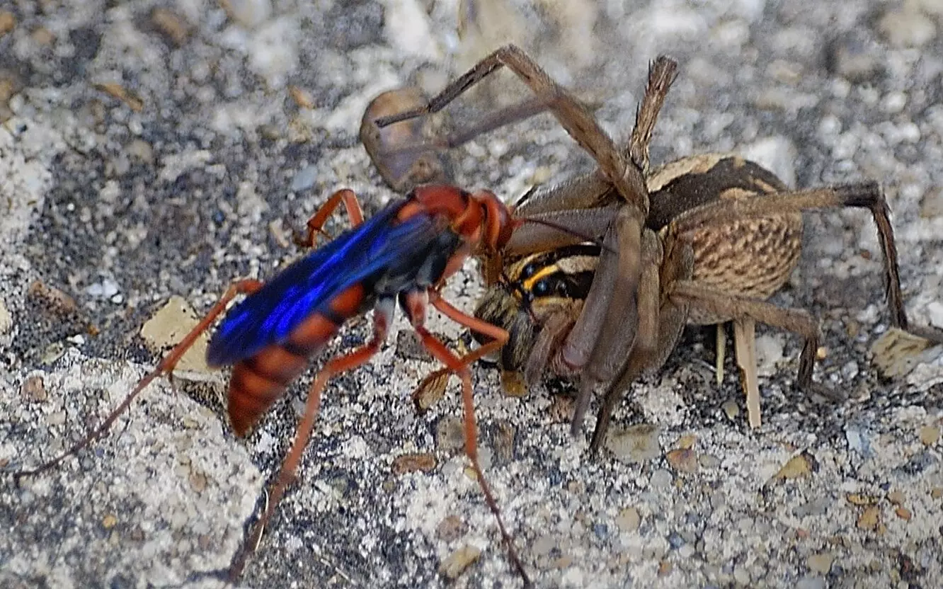 As vespas do gênero Pepsis são conhecidas por frequentemente caçar aranhas, incluindo enormes tarântulas. Na escala da força da picada de Schmidt (sim, isso realmente existe), eles ocupam um honroso segundo lugar - a dor de sua picada é inimaginavelmente forte.