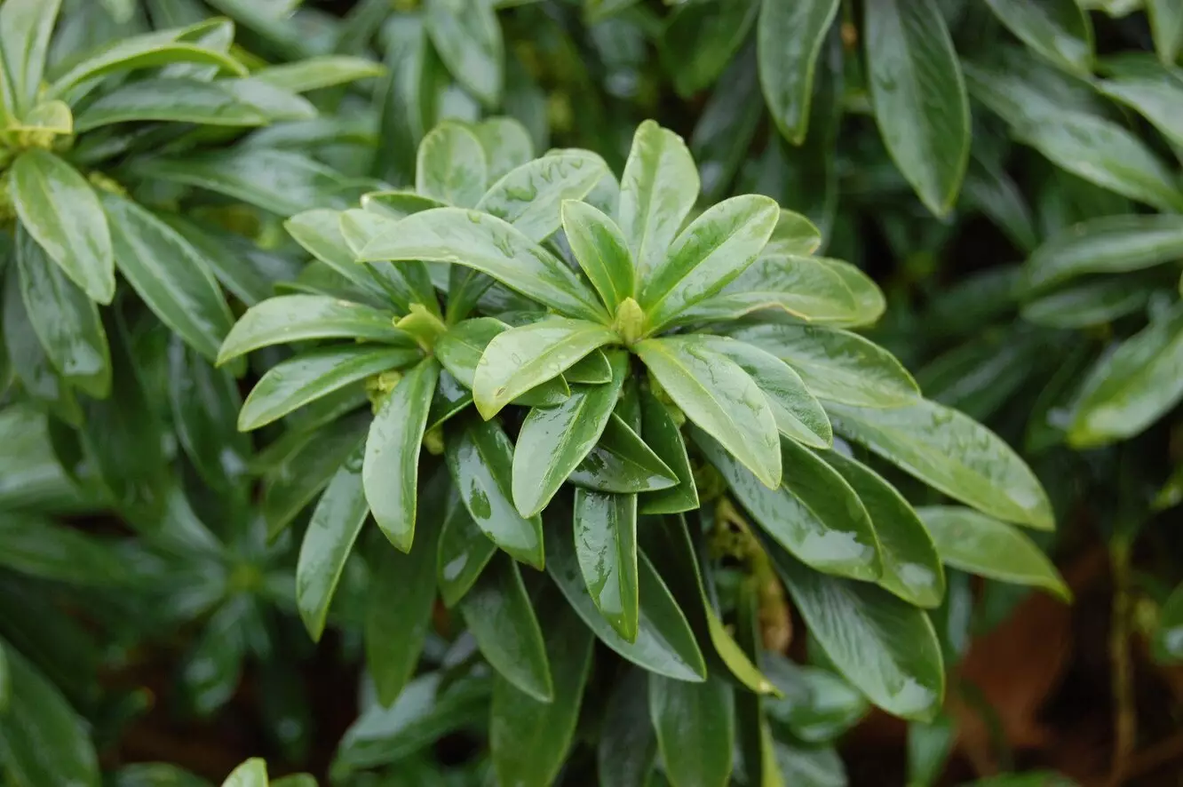 O louro wolfberry parece bastante inofensivo, mas seu mecanismo de defesa não decepcionará ninguém. Se você tocá-lo, você pode obter bolhas e erupções cutâneas desagradáveis ... mas se você comer uma baga, uma morte agonizante virá em breve - por hemorragia interna e falência de órgãos.