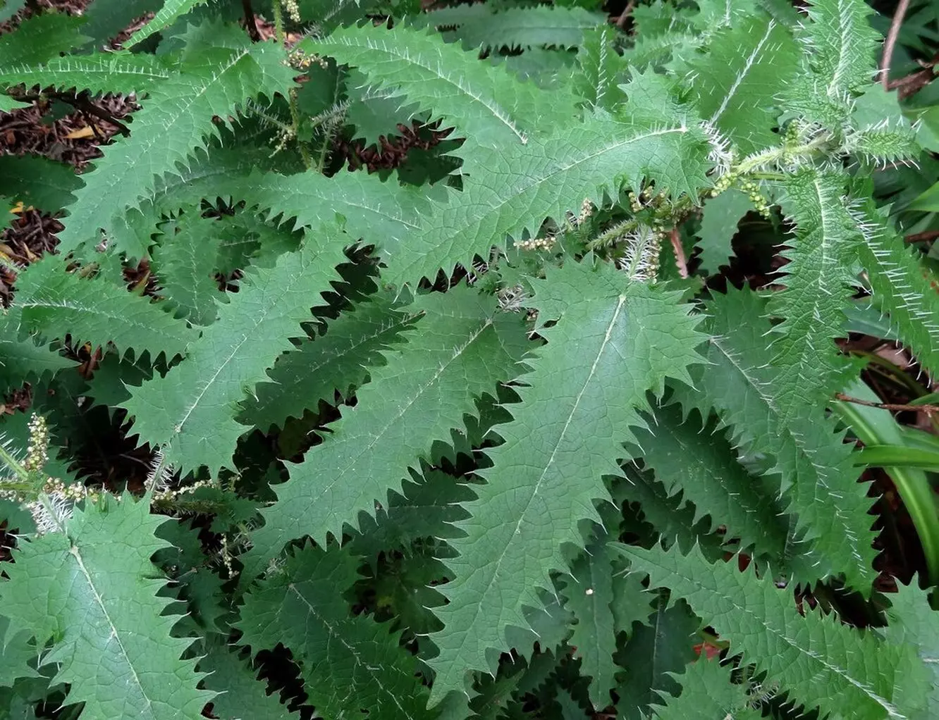 Ongaonga é uma árvore de urtiga da Nova Zelândia cujos espinhos contêm histamina e ácido fórmico. Tocá-lo causa agonia prolongada, que pode ser fatal.