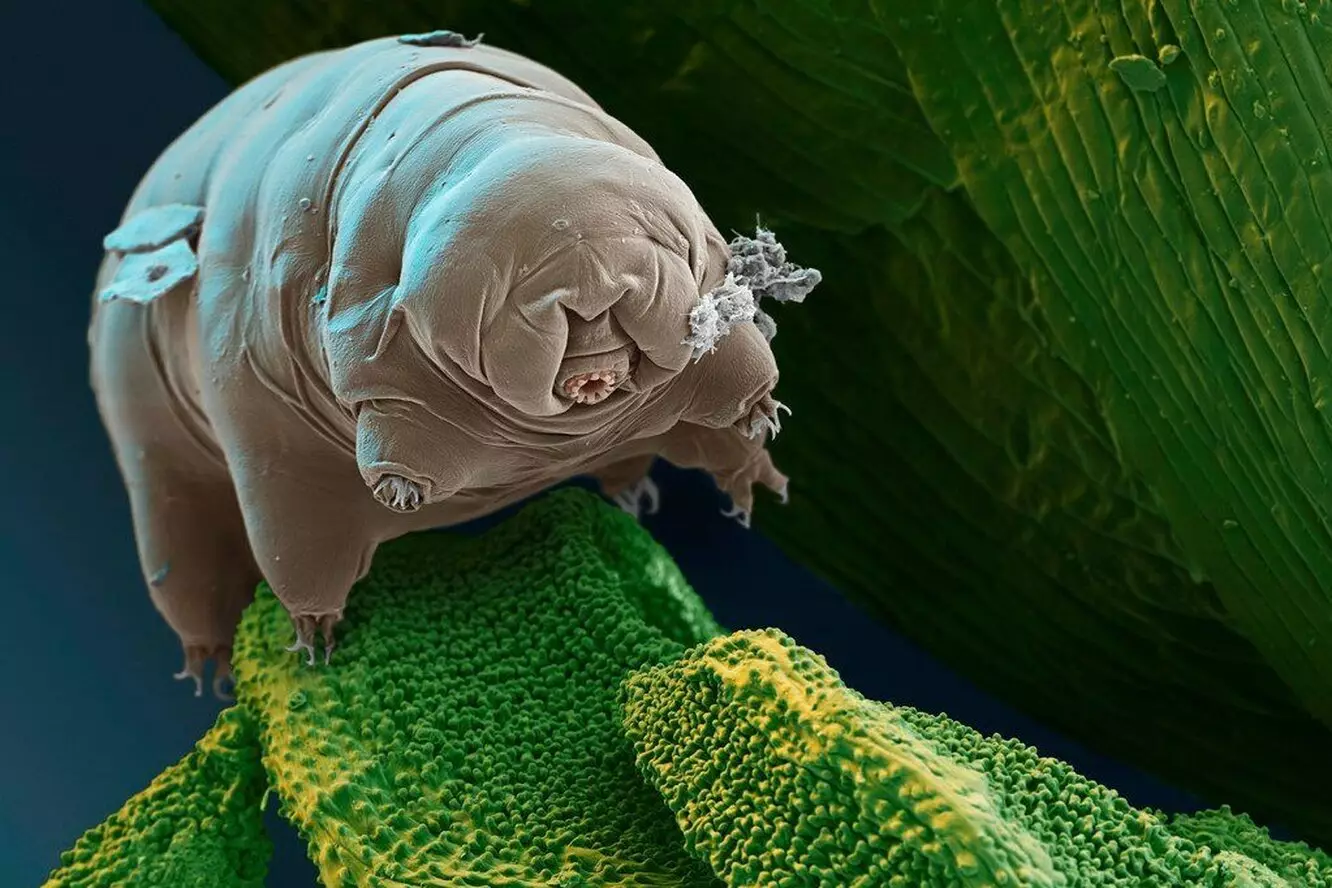 Mysterious tardigrade: Lintlha tse 10 ka liphoofolo tse ka phelang ka leqhoa, mollo le mahlaseli
