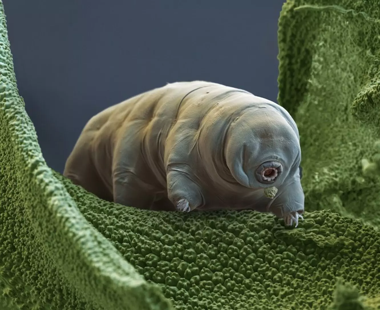 10. Tardigrades e mafai ona toe faʻaleleia vaega o le DNA na faʻaalia i le vevela.