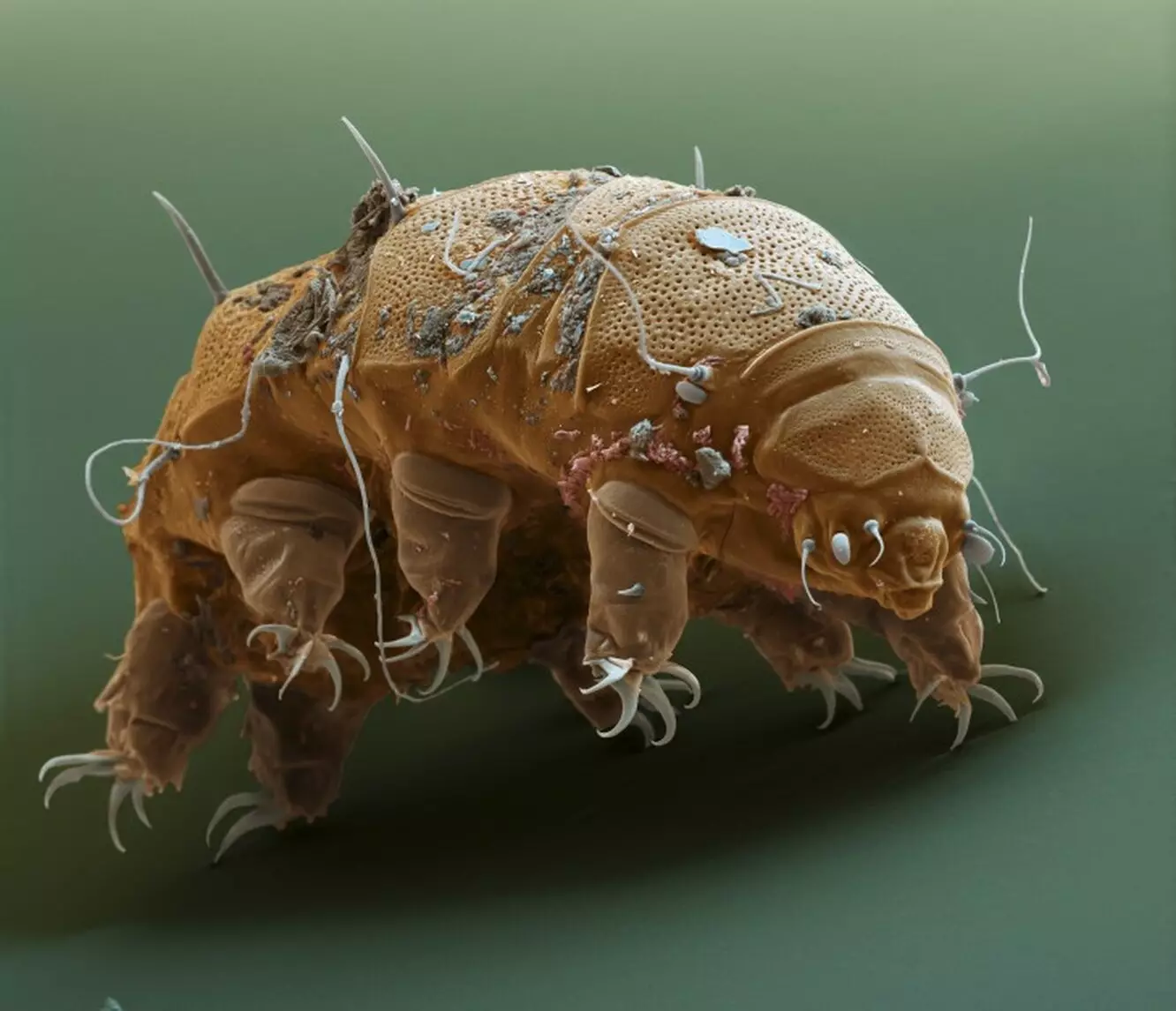 1. Tardigrades များသည် ရေထဲတွင်နေထိုင်သော အဏုကြည့်သတ္တဝါများ (0.1 mm ထက် ရှားပါးသည်)။