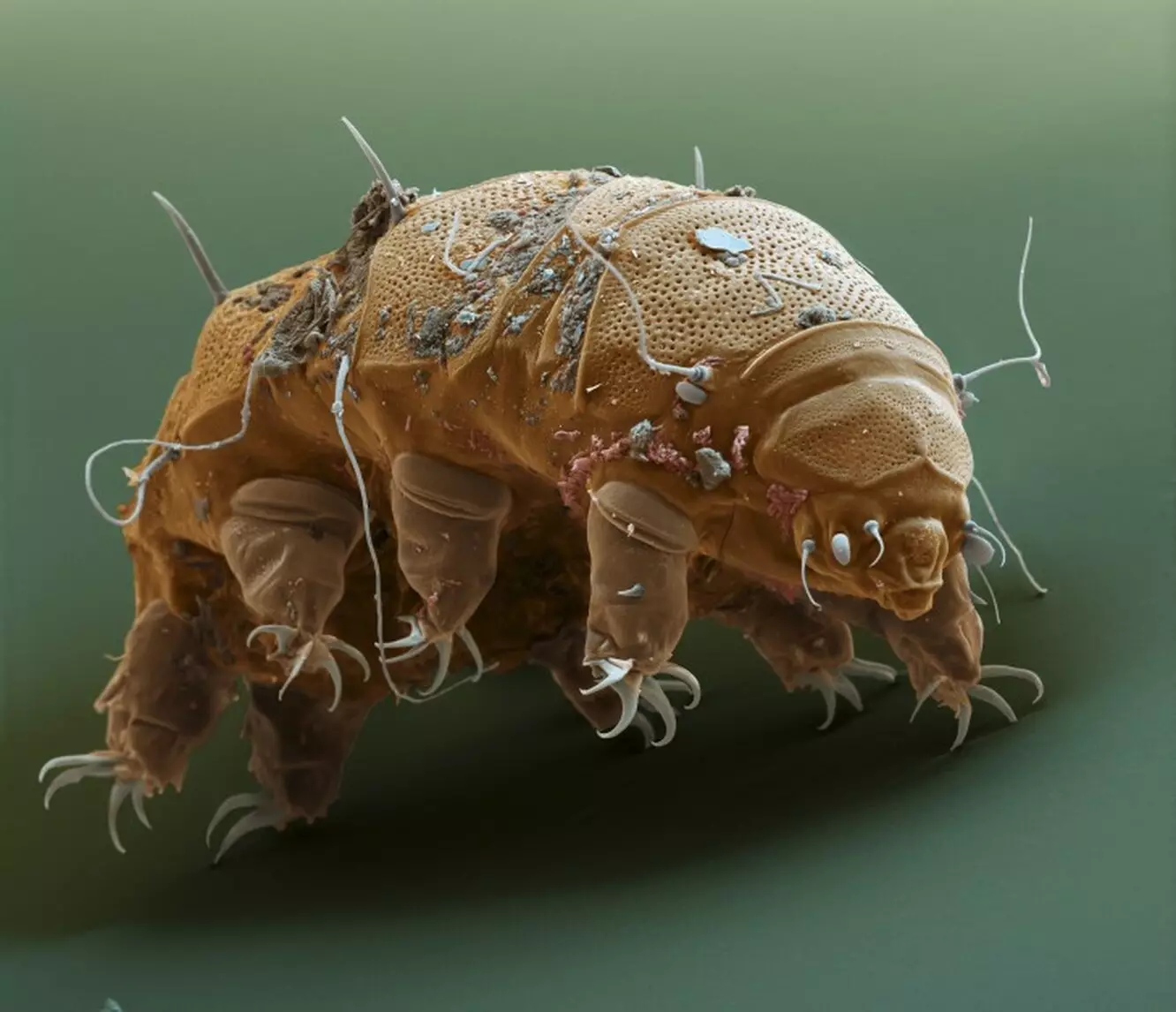 1. Tardigrades imhuka dzisingaoneki (kashoma kureba kupfuura 0.1 mm) dzinogara mumvura.