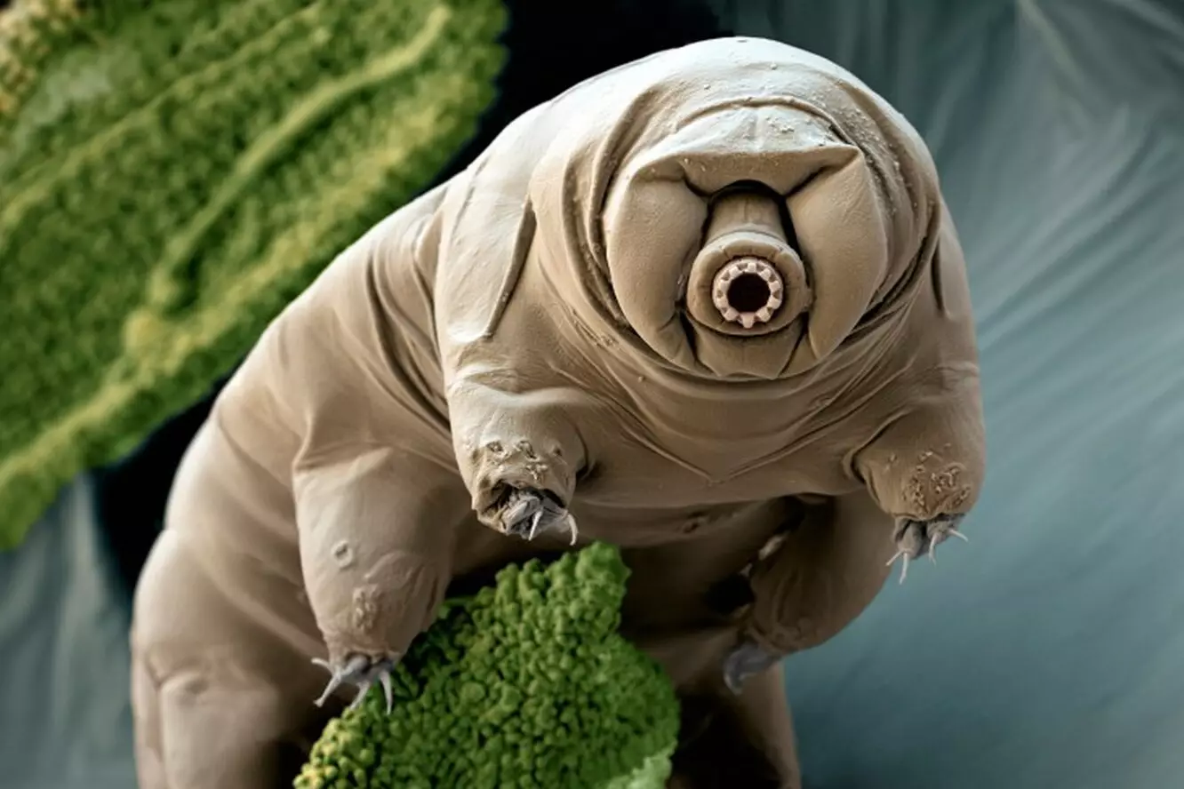 3. Volgens argeologiese data leef tardigrade al meer as 500 miljoen jaar op Aarde.