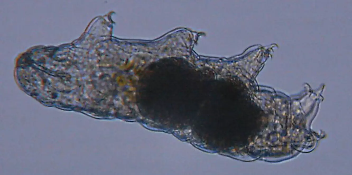 5. Tardigrades apezeka mu ayezi wa Antarctic, akasupe otentha ndi matalala a Himalayas, koma amakhalanso pafupi ndi anthu: mwachitsanzo, mu khungwa la mtengo kapena mu moss.