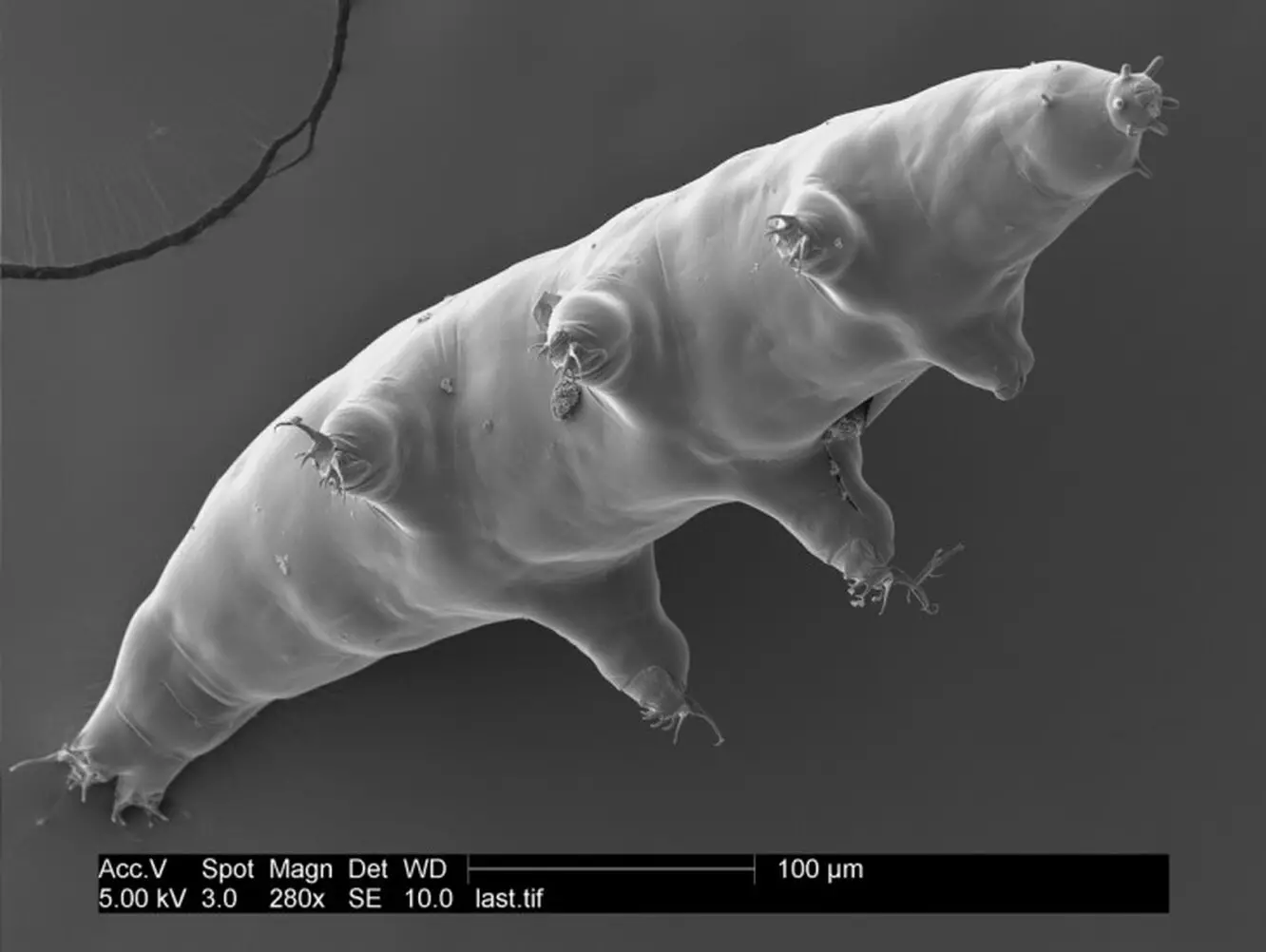 Tardigrade: kia besto, kiel ĝi aspektas, fotoj kaj interesaj faktoj 20420_7