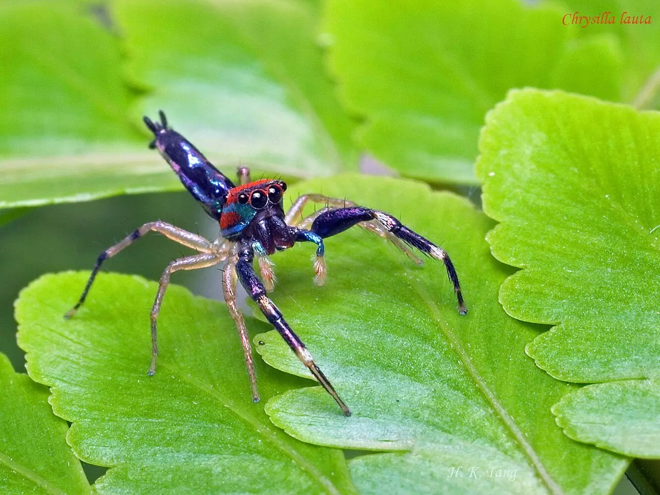 Chrysilla lauta, alias den elegante gylne hoppeedderkoppen, har en merkelig uforholdsmessig kropp, men et pent ansikt og unik farge. Hunnene av denne arten er noe større enn hannene, noe som generelt er normalt for edderkopper.