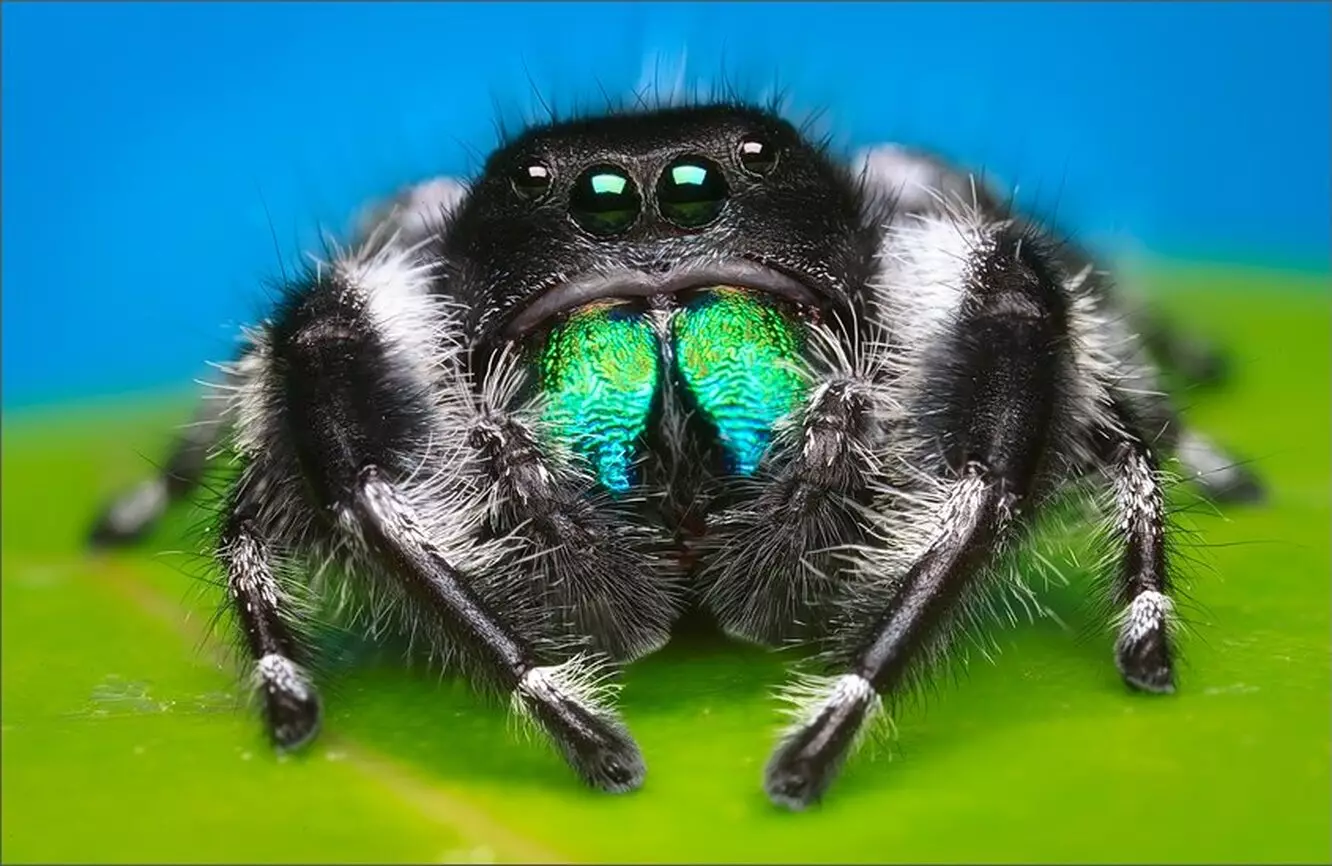 Phidippus regius là một người khổng lồ thực sự trong số các loài nhện nhảy, mặc dù trên thực tế kích thước của nó không vượt quá một cm rưỡi. Những con nhện quyến rũ này có màu sắc khác nhau tùy thuộc vào giới tính - con đực có màu đen với các sọc trắng, con cái màu xám với những đốm màu cam.