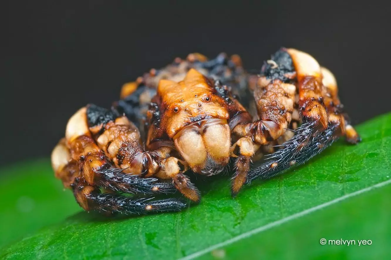 Phrynarachne tuberculata, краб паук тұқымдасынан, «құстың саңырауқұлағы» деген ең жағымды лақап ат емес. Бұл өрмекшілер өздерін жыртқыштардан жасырынған кір немесе нәжістің бөліктері ретінде сәтті жасырады, олар үшін мұндай атауға лайық - бірақ олар жақын жерде өте сүйкімді.