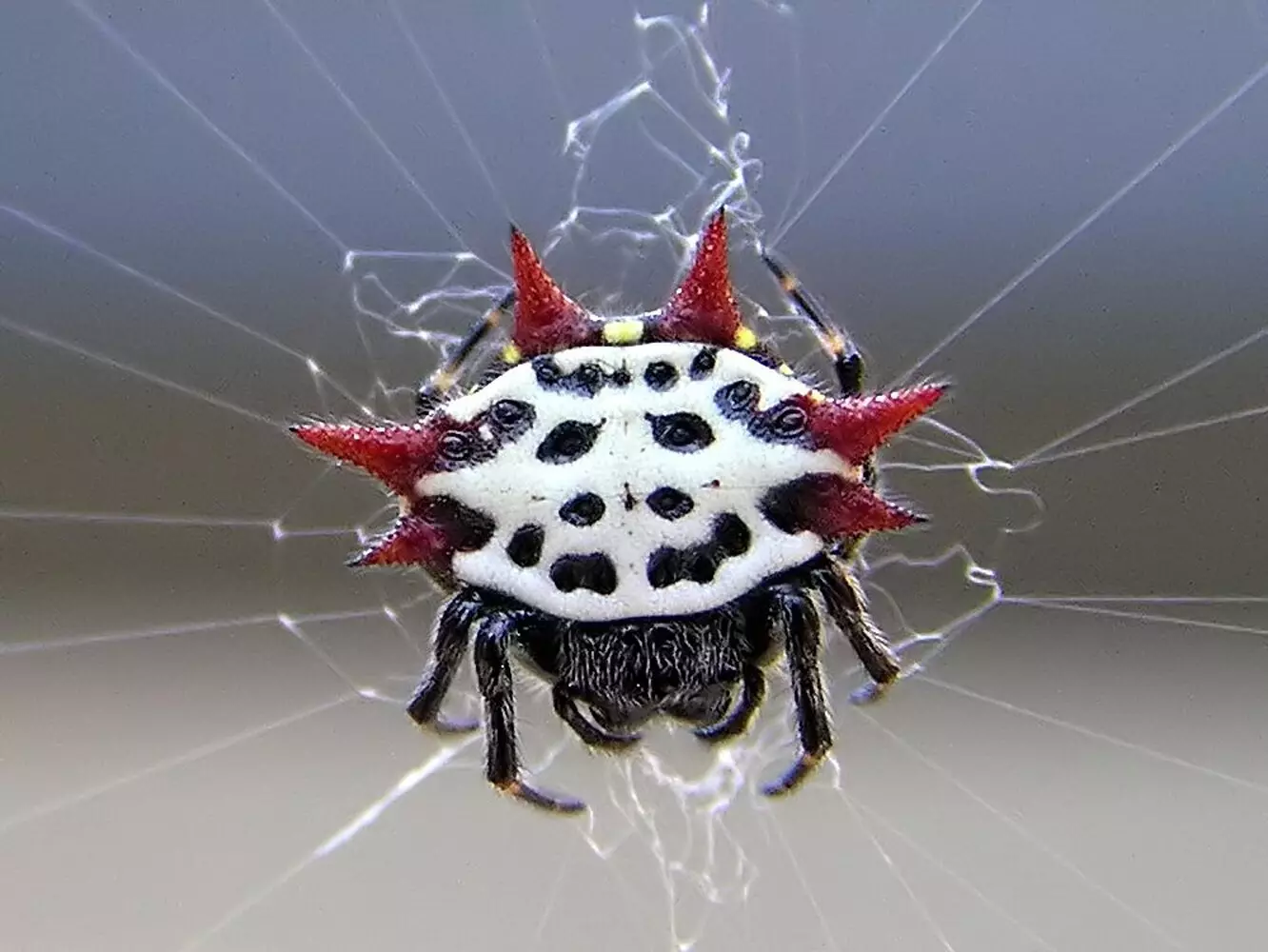 Gasteracantha cancriformis, một thành viên của họ nhện dệt quả cầu, trông có phần đáng sợ do có hoa văn đốm trên lưng và những chiếc gai màu đỏ ghê gớm ở hai bên cơ thể. Trên thực tế, những con nhện này rất nhỏ và an toàn tuyệt đối cho con người.