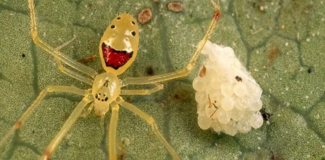 Theridion grallator，也被称为“微笑蜘蛛”，当然不会微笑。但他背上的图案通常类似于一张笑脸，尽管“脸”的其他变体也是可能的。这种蜘蛛生活在夏威夷的热带雨林中，夜间捕猎。