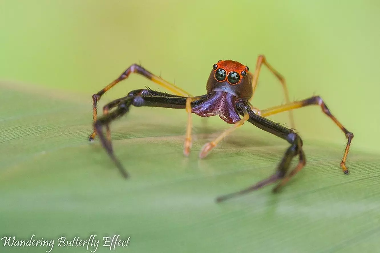 Viciria praemandibularis, секіргіш өрмекшілер тұқымдасының мүшесі, Сингапур мен Индонезияның айналасындағы бақшалар мен ашық жерлерде тұрады. Бұл түрдің өкілдері сантиметрге әрең жетеді, бірақ сонымен бірге олар өздерінің үлкен әріптестерінен кем емес аң аулайды.