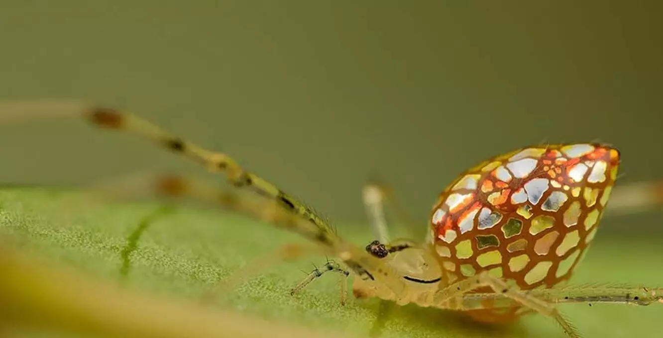 Thwaitesia argentiopunctata，被称为“辉煌”或“镜子”蜘蛛，是世界上最小的蜘蛛之一，长三到四毫米。他的身体闪烁着不同的颜色，因此产生了这个绰号。