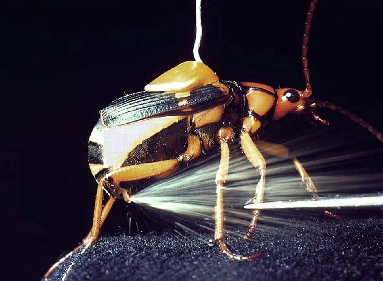 Bombardier insect yo pale byen nan teknik defans pwòp tèt ou. Yo tire sou lènmi an ak yon jè nan likid cho (jiska 100 degre!) odè, ki se yon melanj de konpozan chimik konplèks. Rezilta a se sansasyonèl efikas.