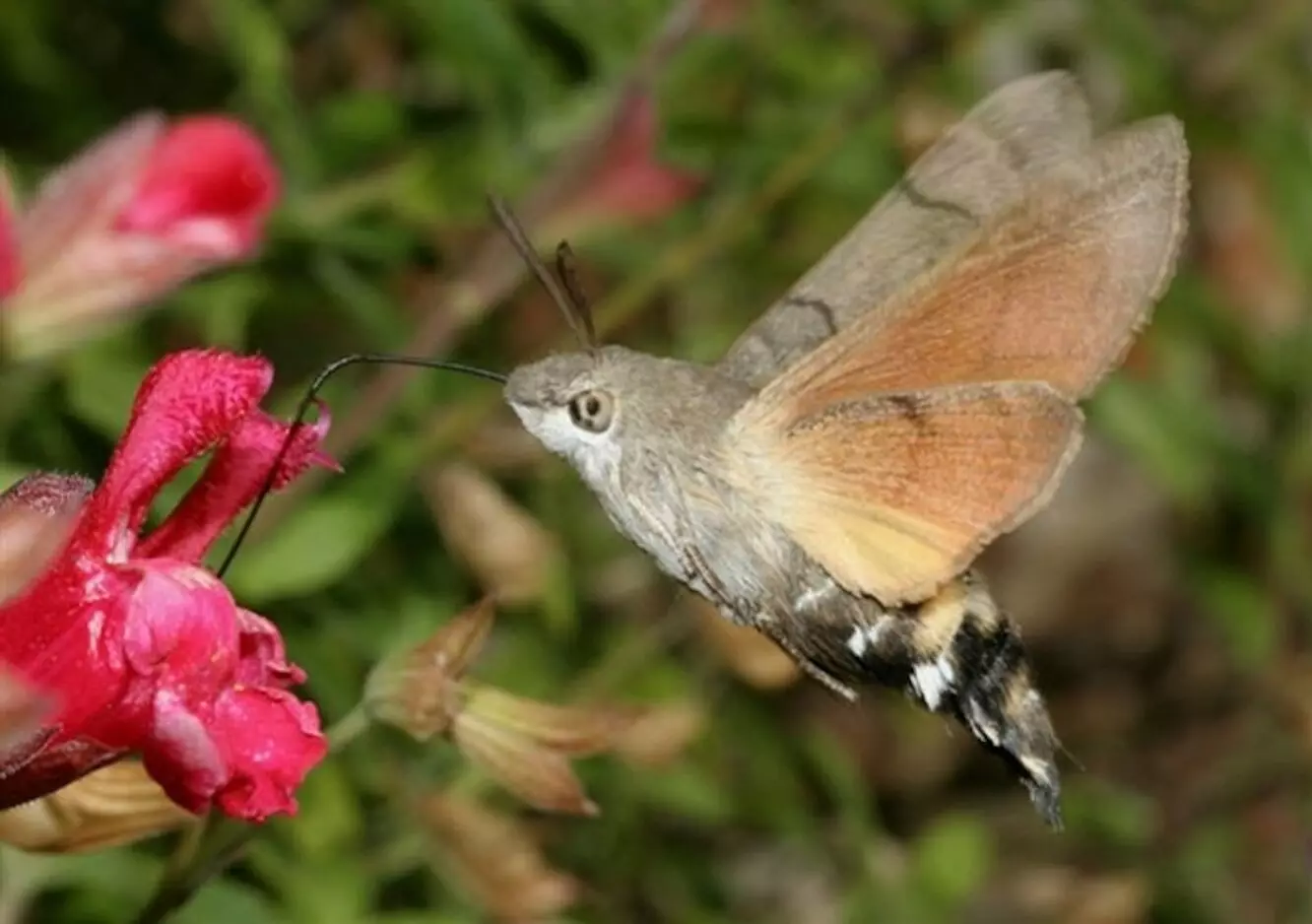 Bondarii, cunoscuți și sub numele de „molii colibri”, sunt printre cei mai buni polenizatori de plante din lume. Și-au primit numele pentru capacitatea de a nu sta pe flori, ci de a sta în jurul lor în aer, ca niște păsări mici.