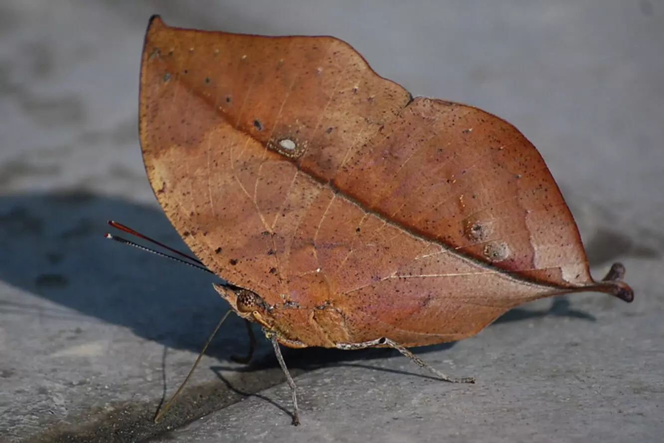 Doleschallia este un gen de fluturi din familia Nymphalidae. Unele dintre cele mai bune insecte de camuflaj din lume, cunoscute în mod popular sub numele de „fluturi de frunze moarte”.