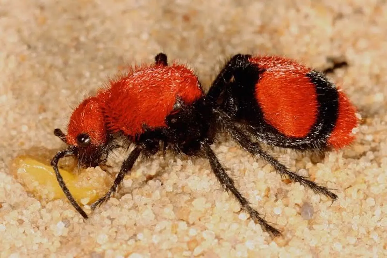 Qudhaanjada guduudan ee cas, inkastoo ay muuqaalkooda iyo magacooda yihiin, dhab ahaantii waxba kuma laha qudhaanjada. Waa wasps aan baalal lahayn, oo diyaar u ah inay sii daayaan qaniinyo aad u xanuun badan calaamad kasta oo khatar ah. Suntooda ayaa ku filan inay ku kasbadaan naanays "dilaaga lo'da".