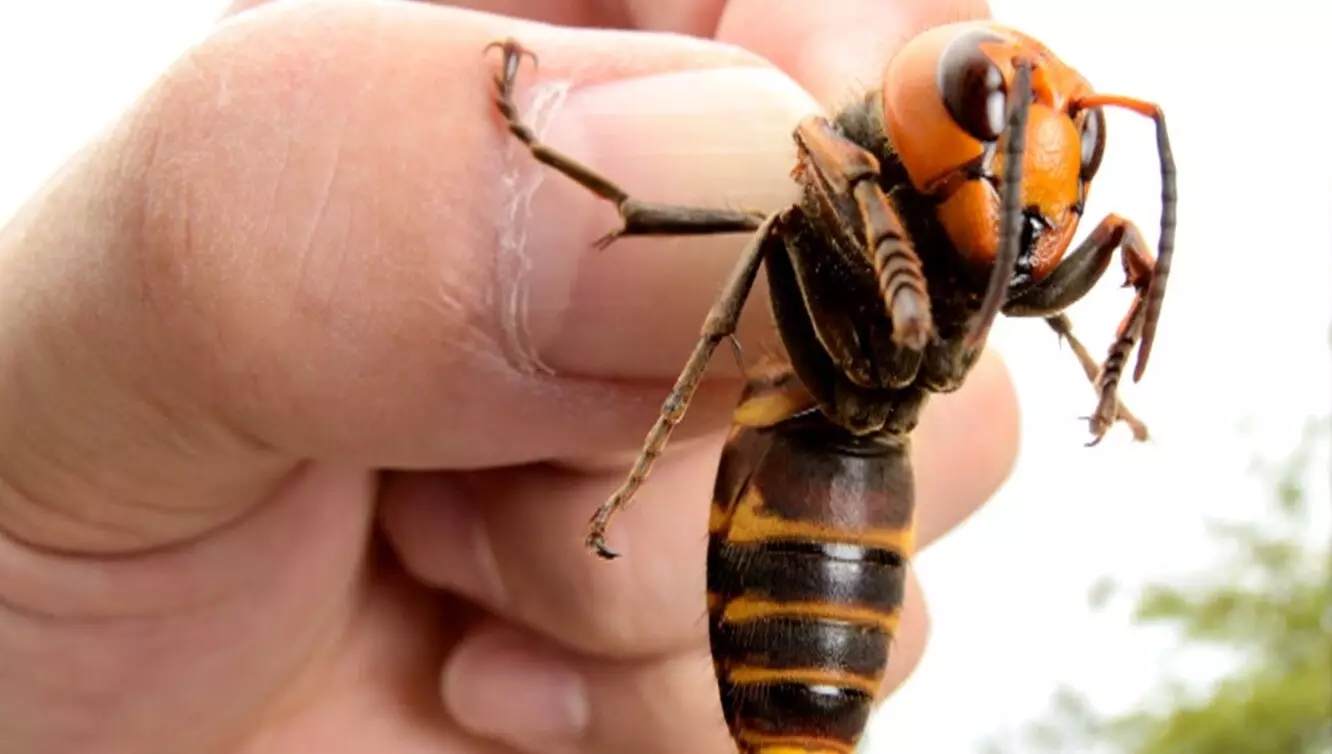 Hornetul gigant asiatic este cel mai mare hornet de pe Pământ, ucigând și mutilând zeci de oameni în fiecare an. Veninul său neurotoxic poate fi letal chiar și pentru persoanele nealergice. Aceste creaturi sunt uriașe, iritabile și teribil de răzbunătoare.