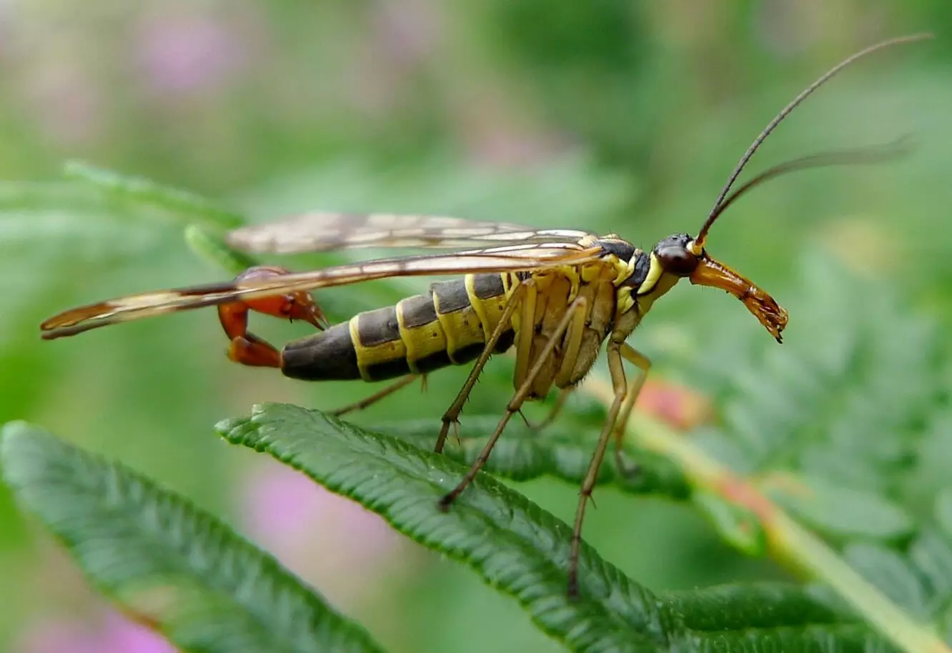 Scorpionii, sunt și muște scorpioni - unul dintre cele mai vechi ordine de insecte. Coada lor înspăimântătoare cu un „înțepător” este de fapt organele genitale ale masculilor. Scorpionii sunt absolut inofensivi, în afară de obiceiul neplăcut de a se ospăta cu cadavrele moarte.