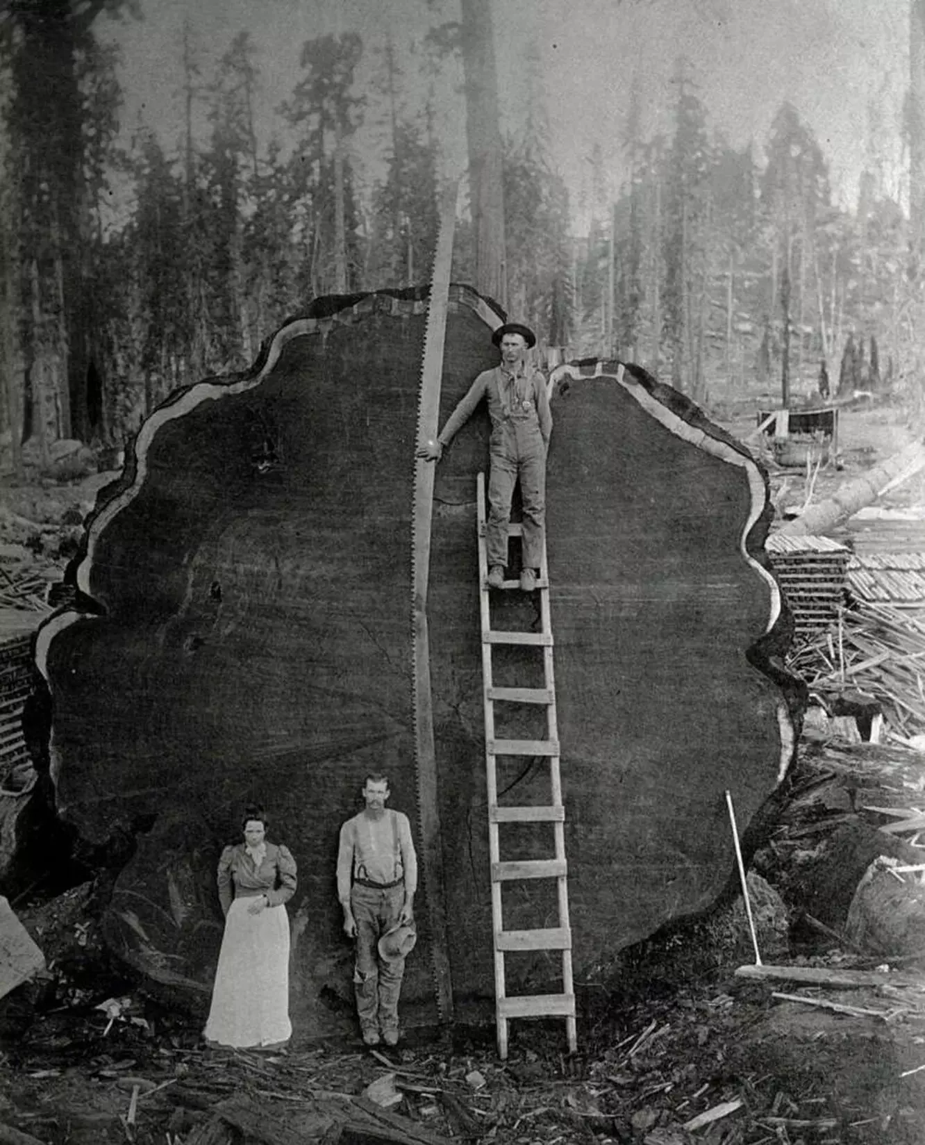 An sanya wa wannan katuwar sequoia sunan shahararren marubuci