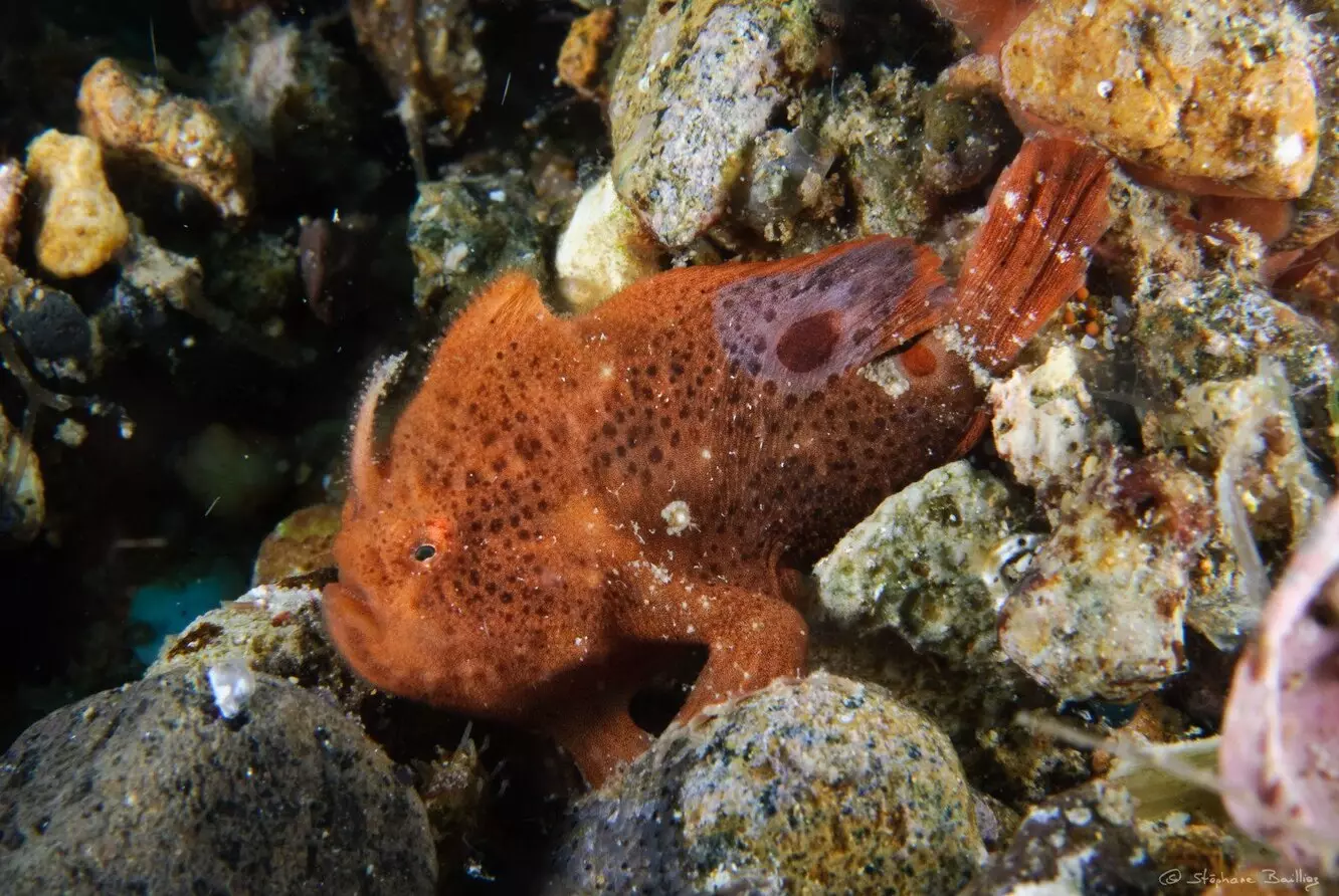 Fisk fra klovnefamilien jakter ved å vinke offeret med en prosess på hodet som ligner en orm. Tiltrukket av agnets bevegelser svømmer småfisk nærmere og blir direkte overfalt av et rovdyr.