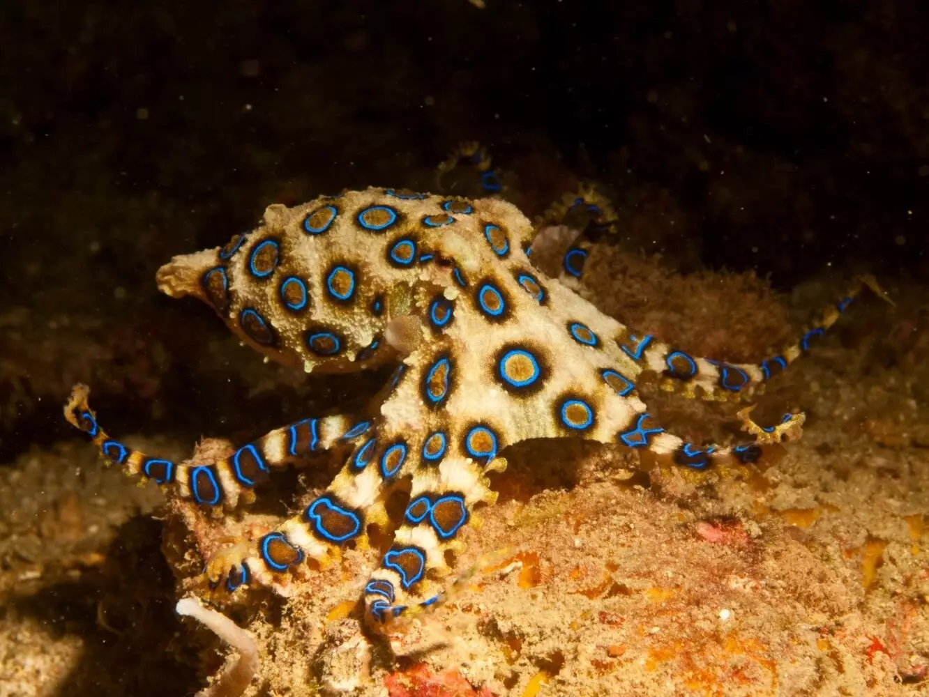 Синьокільчасті восьминоги – такі ж легенди серед молюсків, як кубомедузи – серед тих, що цвітуть. Це найбільш отруйні створіння у всіх океанах світу, атака яких призводить до паралічу та смерті.