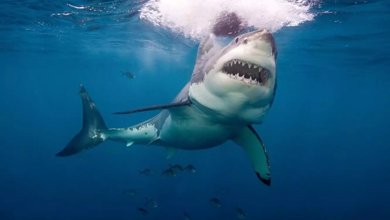 Великі білі акули набагато страшніші на екрані, ніж у реальності, але це не робить їх менш грізними хижаками. Зафіксовано щонайменше 74 неспровоковані напади на людей, у тому числі атаки на рибальські човни.