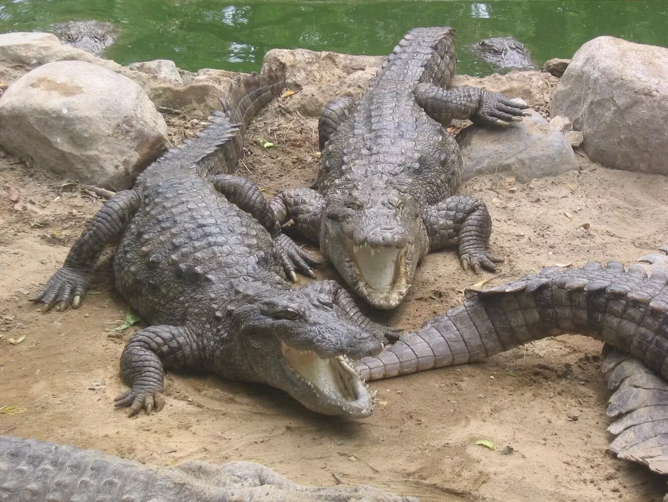 Крокодили переважно воліють річки, але найбільший їх представник – гребнистий крокодил – зовсім не проти поплавати в солоній воді. Самці цього виду виростають до семи метрів довжини та двох тонн ваги. Агресивні екземпляри нерідко нападають на людей.