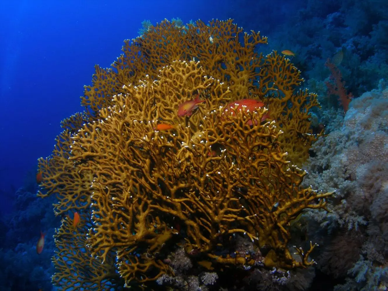Міллепори, вони ж вогняні корали - надзвичайно отруйні, що стріляють з оманливо безпечною зовнішністю. Один дотик до них забезпечить людину сильним опіком, який згодом переростає в виразку. Це не смертельно, але контакт може викликати больовий шок та втрату свідомості.