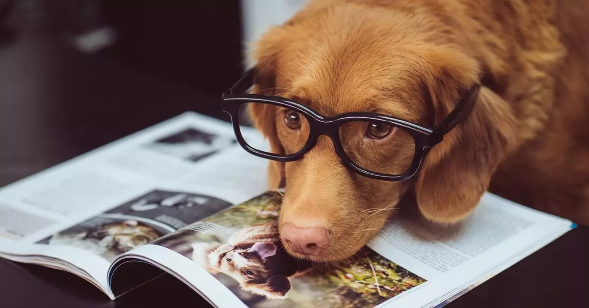 Anjing terpintar: trah, foto, deskripsi