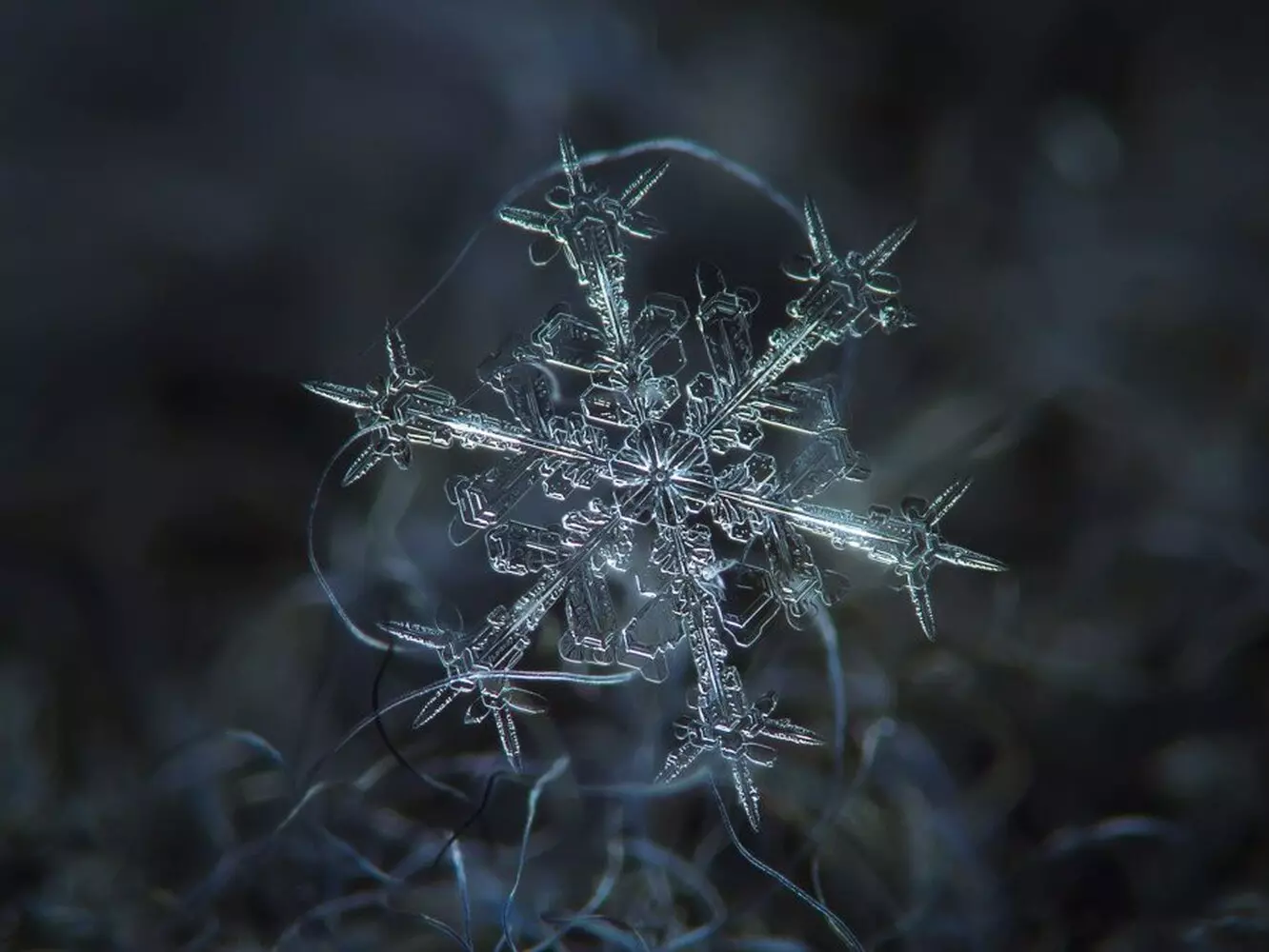 Hidegallergia, más néven hideg csalánkiütés – ahogy a neve is sugallja, allergiás reakció a hőmérséklet csökkenésére. Az egész testet érintő kiütések formájában nyilvánul meg, amelyek néhány perctől napokig tartanak. A betegség mechanizmusai még mindig nem teljesen ismertek.