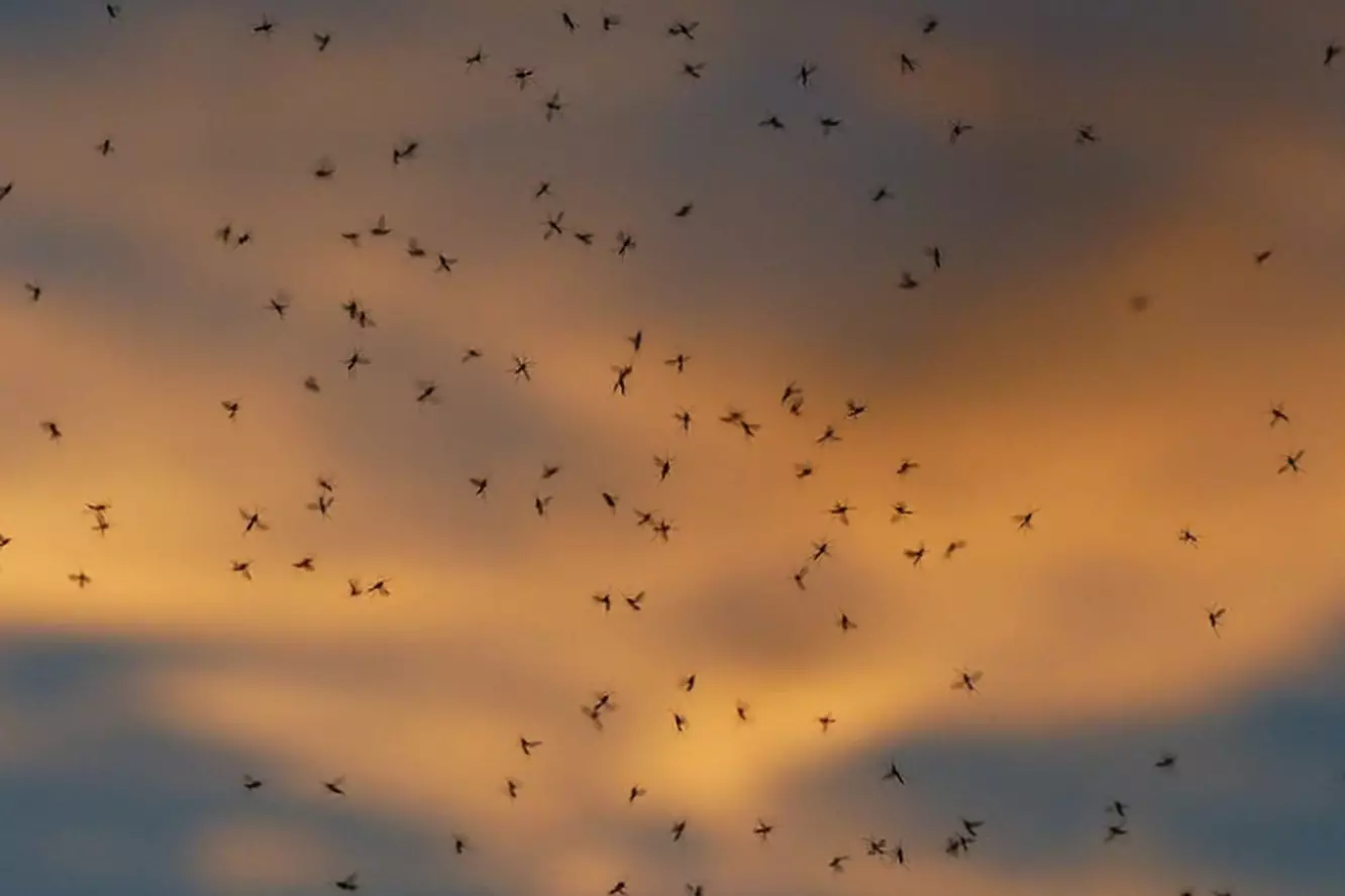 Por iso non pican: 7 segredos para axudar a desfacerse das picaduras dos mosquitos