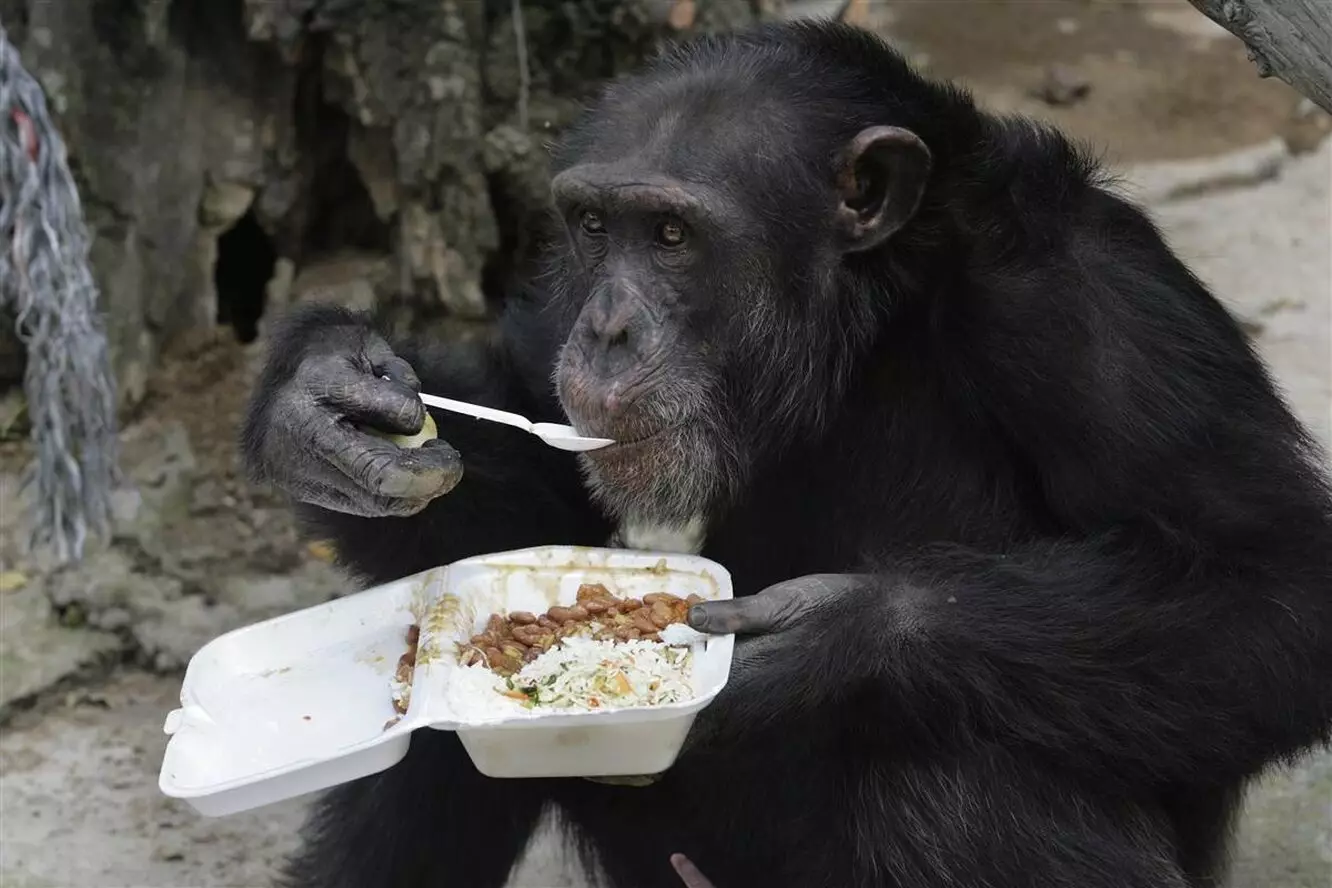 Chimpansees zijn gevoelig voor eigenzinnige mode binnen hun kudde. Toen een machtige aap in de ene groep gras in zijn oren begon te steken, volgden de andere chimpansees. Mode heeft lang bestaan - zelfs na de dood van de uitvinder.
