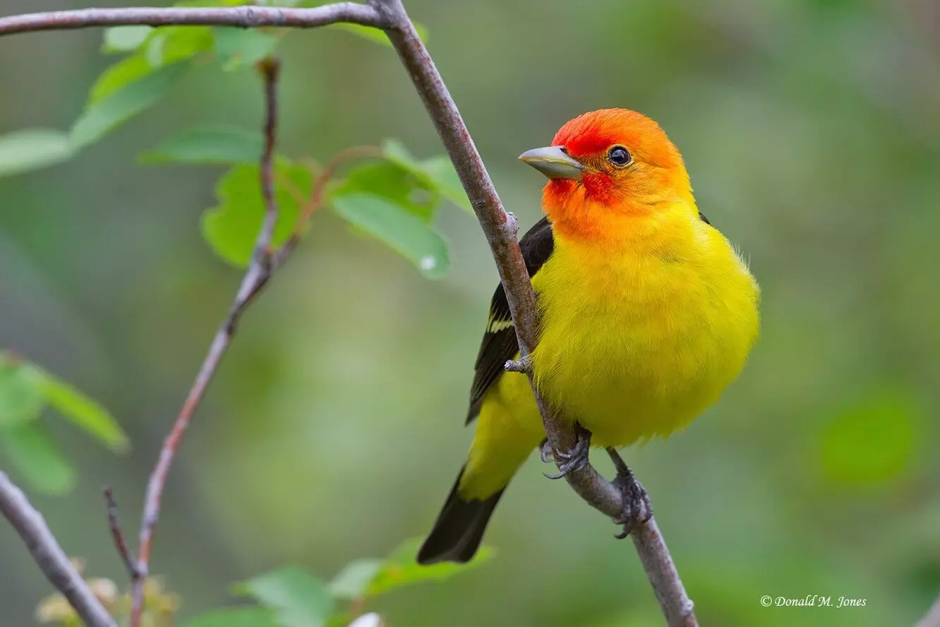 Zangvogels hebben niet veel geheugen, maar ze bedenken constant nieuwe liedjes. De studie toonde aan dat mannelijke zangvogels snel onnodige informatie vergeten en geheugenbronnen gebruiken om nieuwe melodieën te leren.